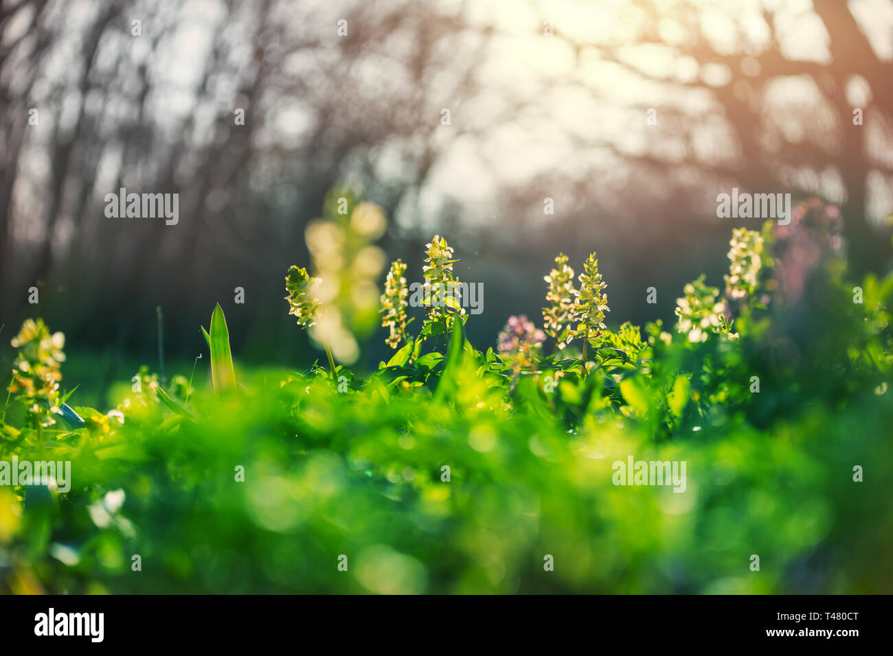 Beautiful woodland landscapes. Spring flowers In the forest Stock Photo ...