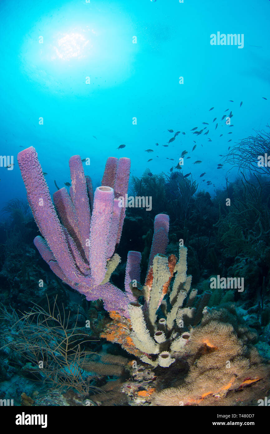 Reef scenery, Yellow tube sponge (Aplysina fistularis)coral fire and ...