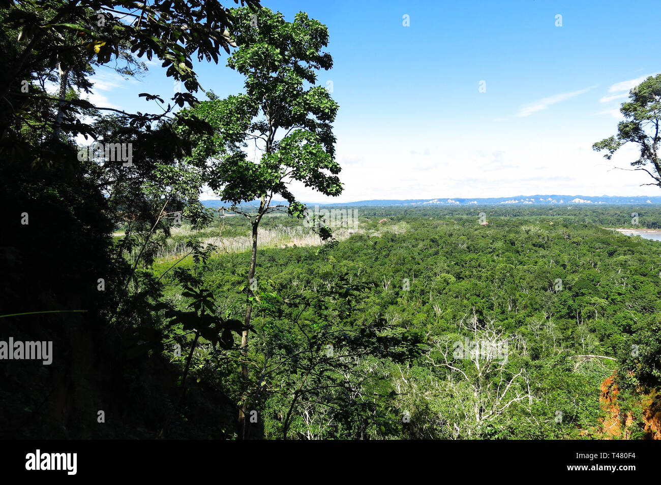 Amazon forest in the Madidi National Park, Bolivia. This natural park ...