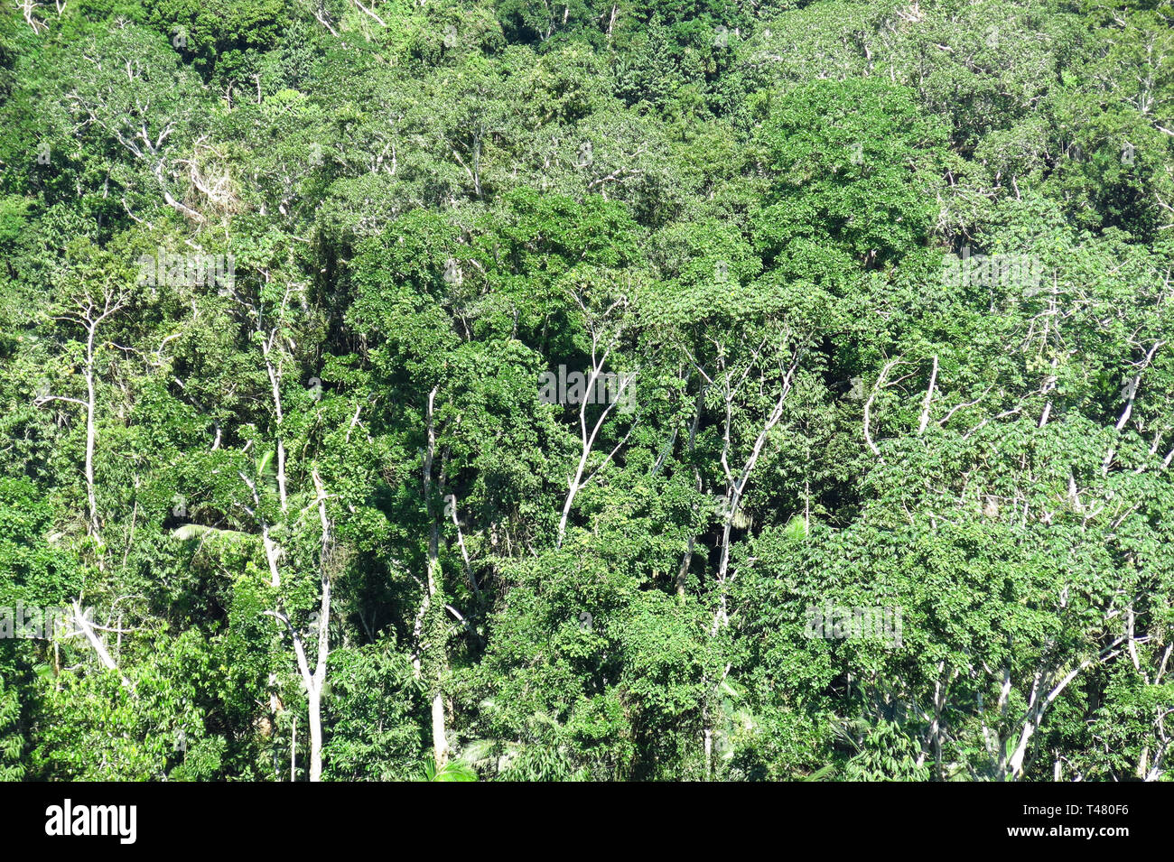 Amazon forest in the Madidi National Park, Bolivia. This natural park ...
