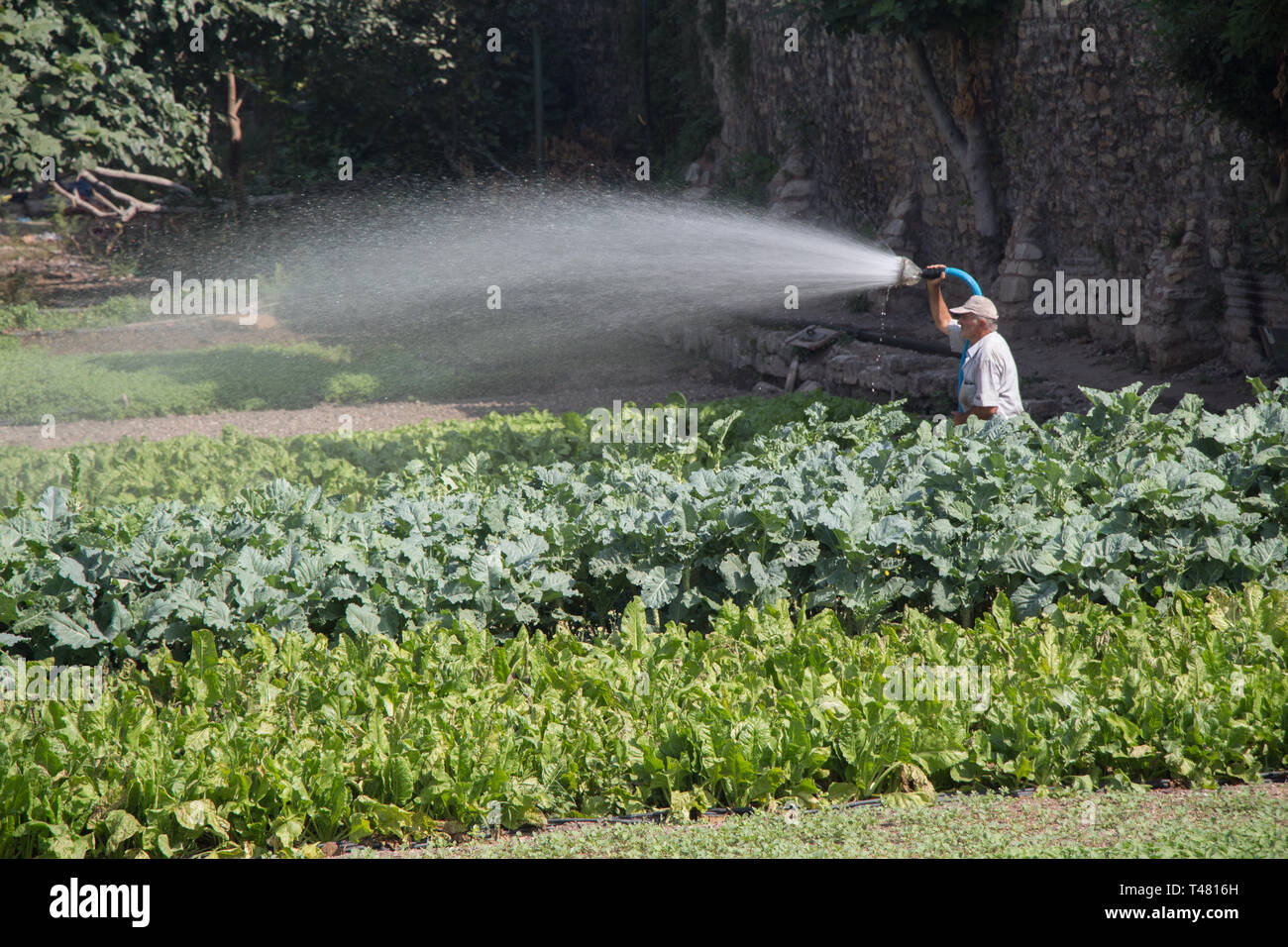 Man watering field growing sprouted agricultural crops Stock Photo - Alamy