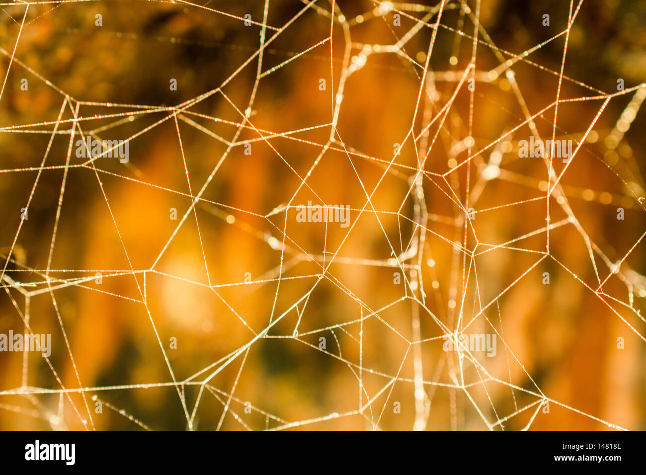 Spider web inside a cave in the view Stock Photo - Alamy