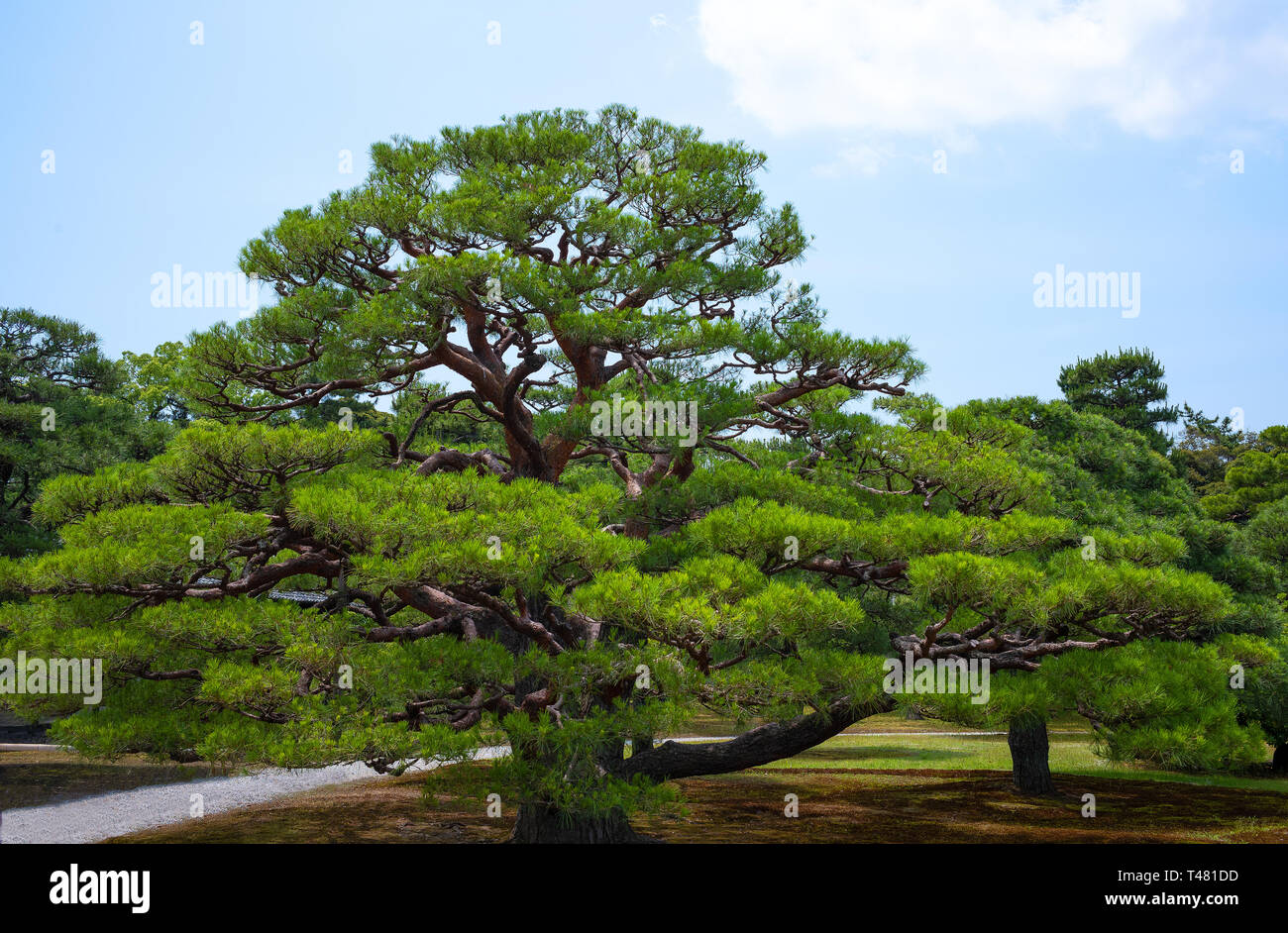 Nijo park hi-res stock photography and images - Alamy