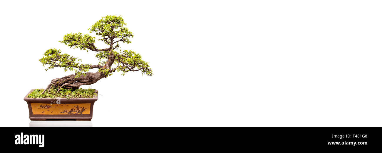 Bonsai, isolated on white panoramic background Stock Photo - Alamy