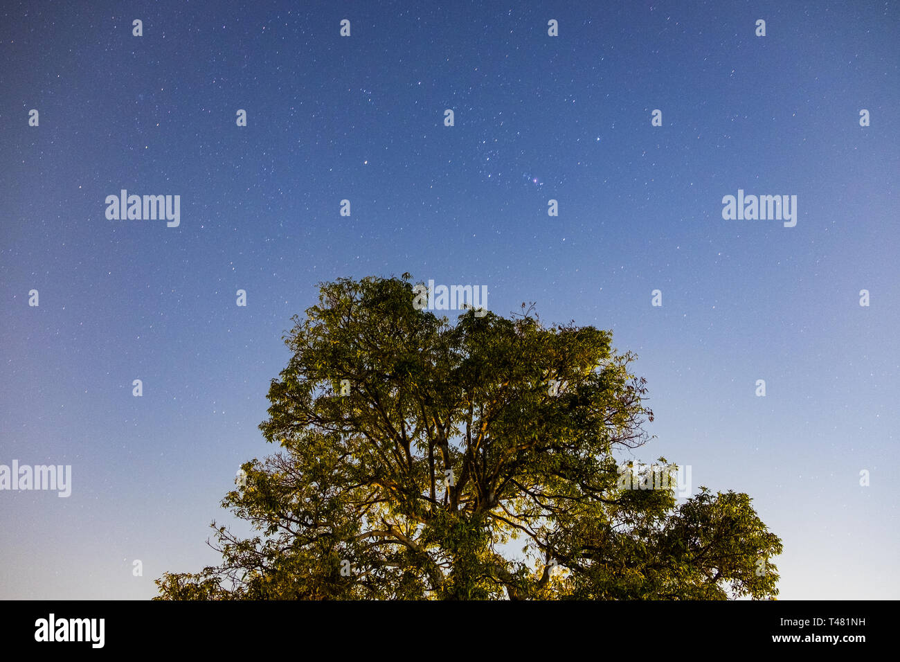 Large mango tree hi-res stock photography and images - Alamy