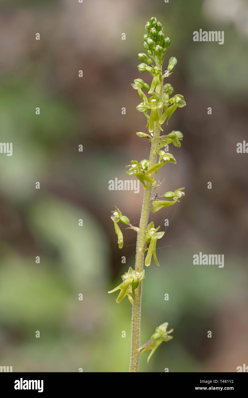 Common aka Eggleaf twayblade, Neottia ovata. Wild orchid Stock Photo ...