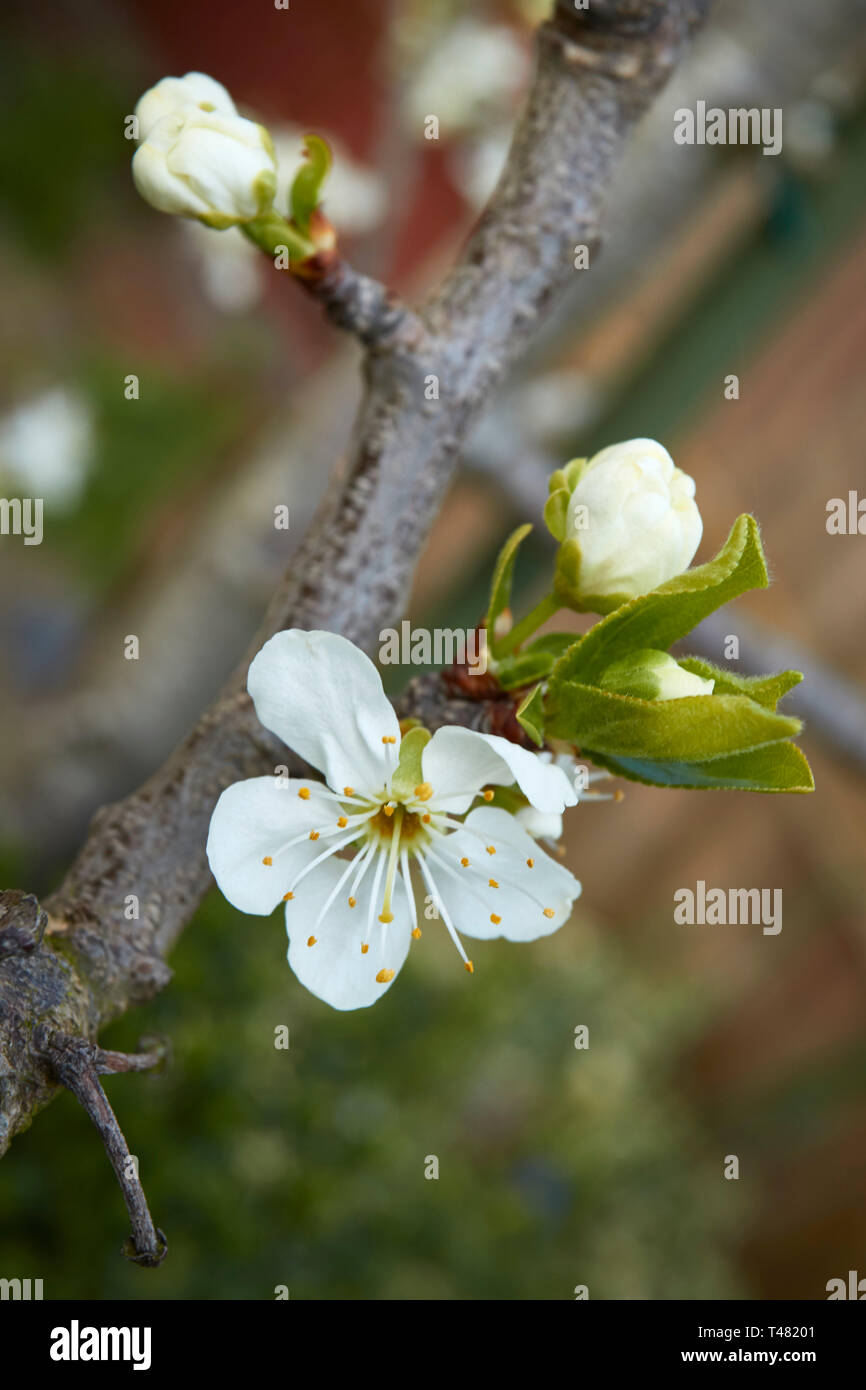 Greengage tree garden hi-res stock photography and images - Alamy