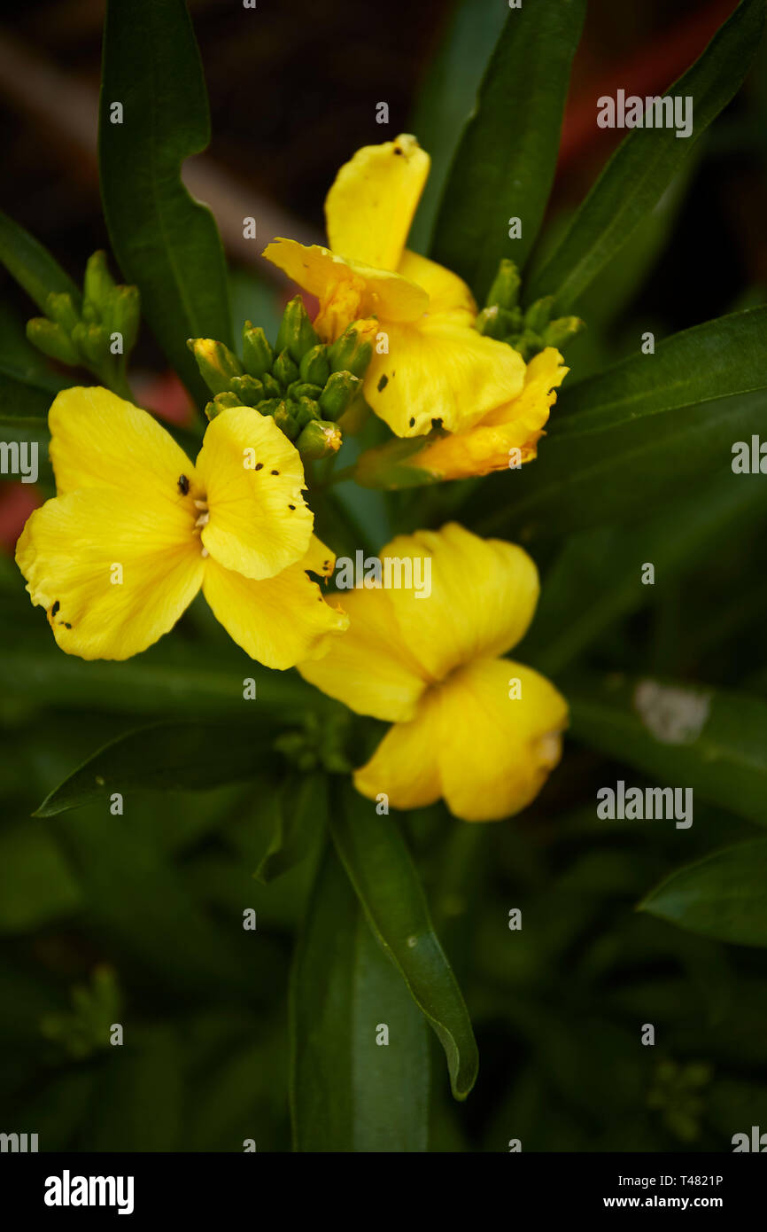 Yellow wallflower spring plant flower portrait in urban garden, London ...