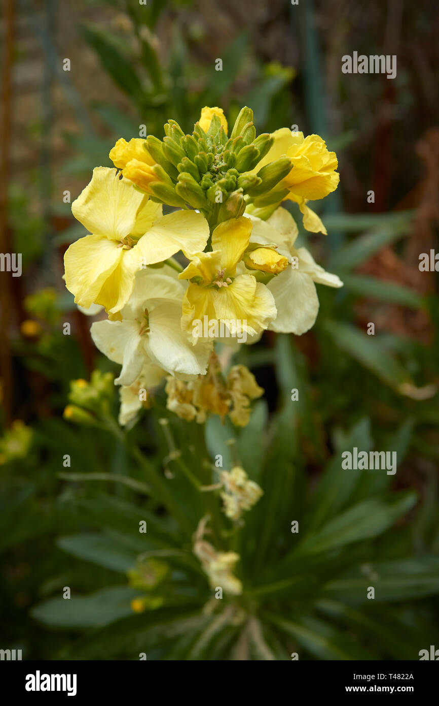 Yellow wallflower spring plant flower portrait in urban garden, London ...