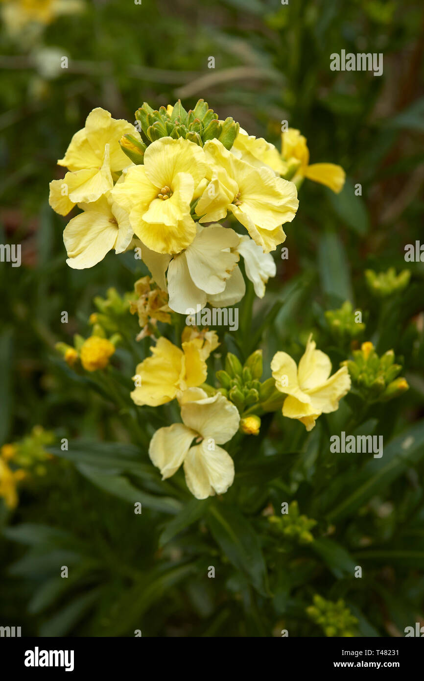 Yellow wallflower spring plant flower portrait in urban garden, London ...