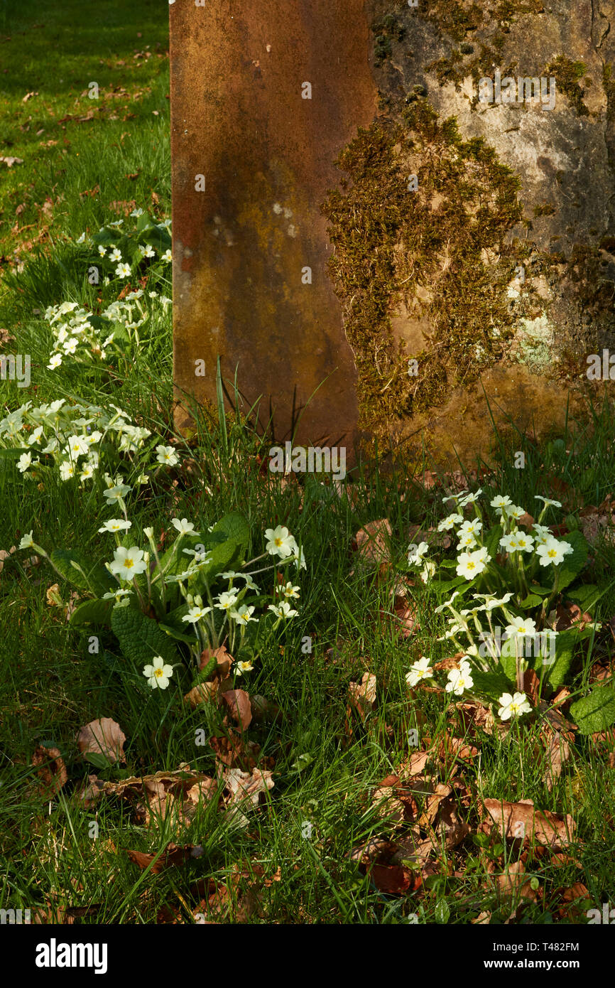 Bright yellow primroses in church graveyard, Chiddingstone, Kent ...