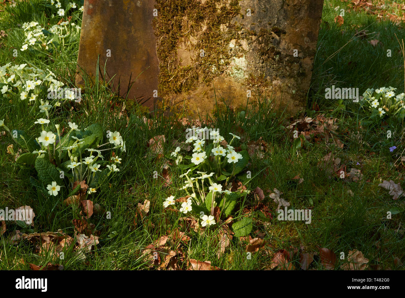 Bright yellow primroses in church graveyard, Chiddingstone, Kent ...