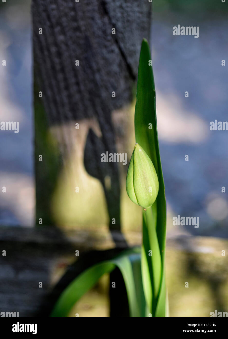 Unopened tulip hi-res stock photography and images - Alamy