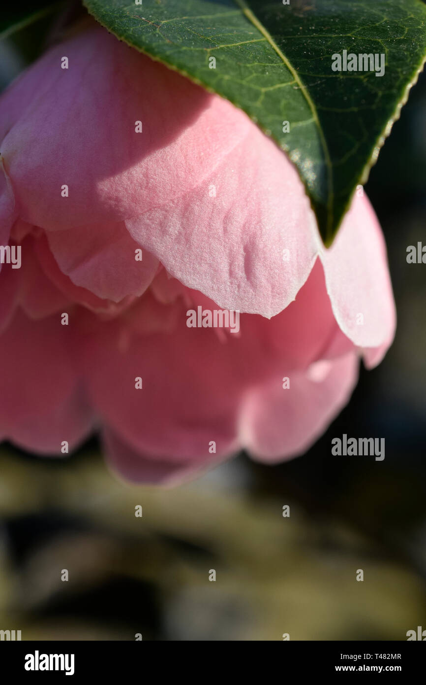 Pink camellia flowering hi-res stock photography and images - Alamy