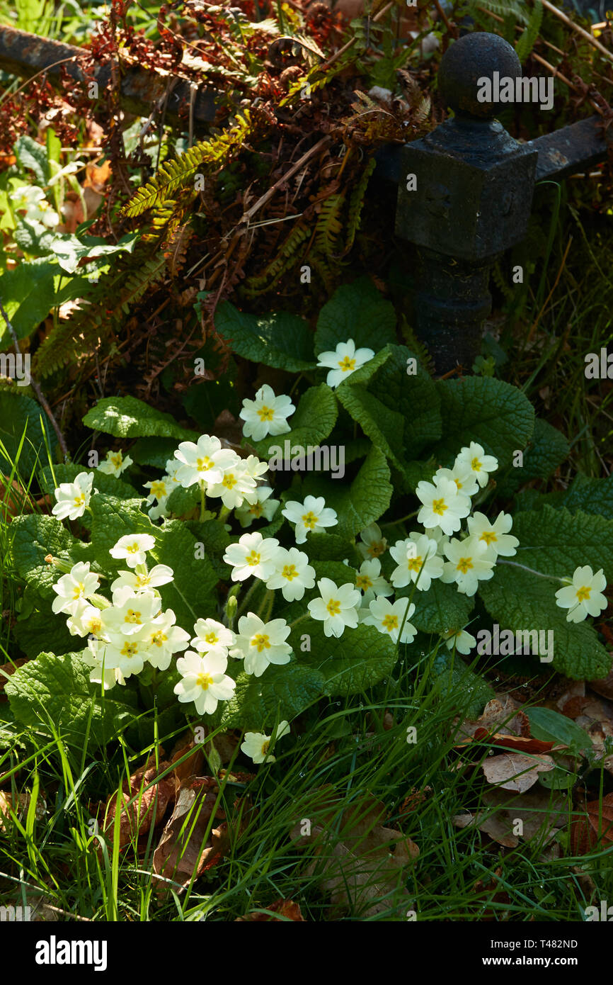 Bright yellow primroses in church graveyard, Chiddingstone, Kent ...