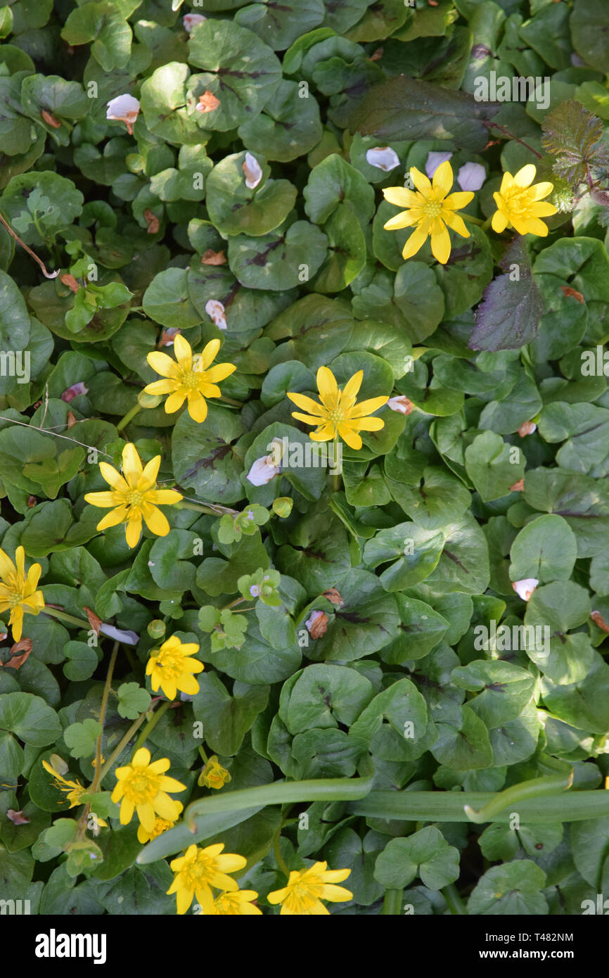 Aconite uk spring garden hi-res stock photography and images - Alamy