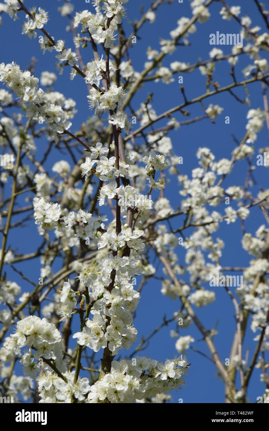 Plum tree blossom Stock Photo - Alamy