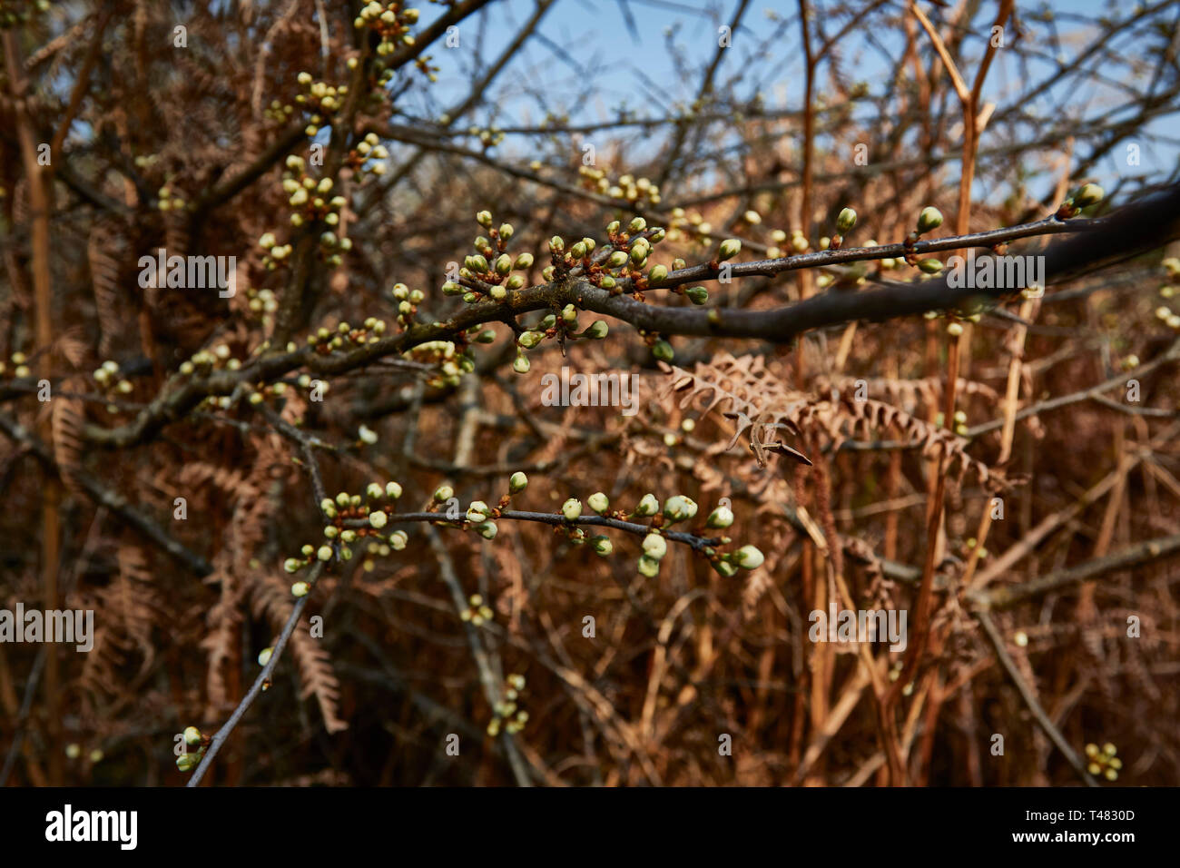 Illustrating Natures chaos with natural environment portraits Stock ...