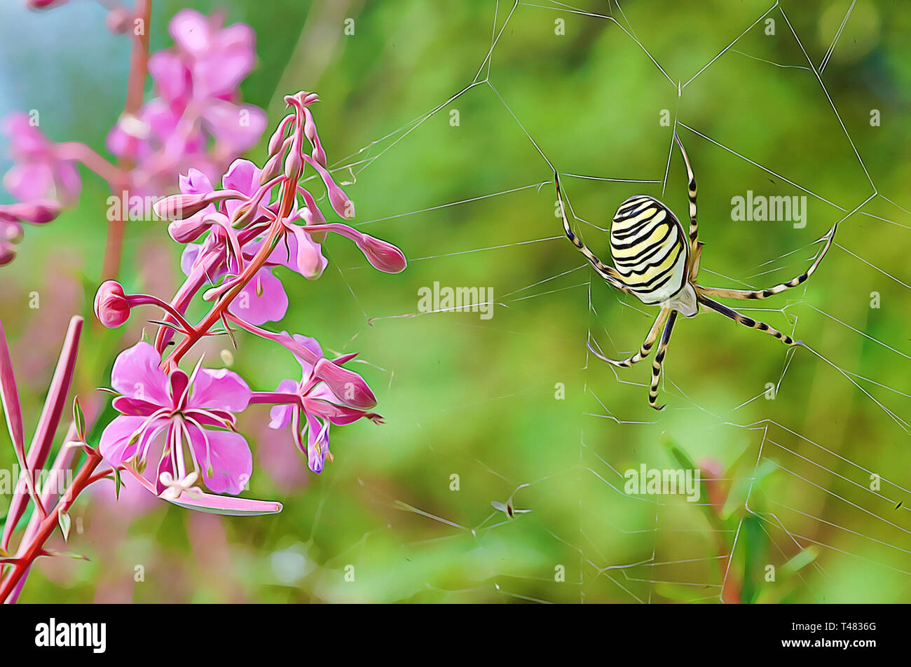 Wasp spider, female (digital art Stock Photo - Alamy