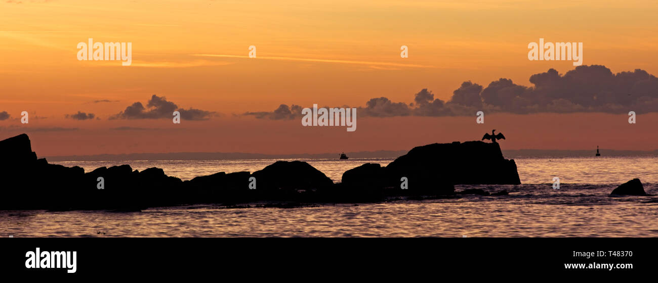 Cormorant with wings spread hi-res stock photography and images - Alamy