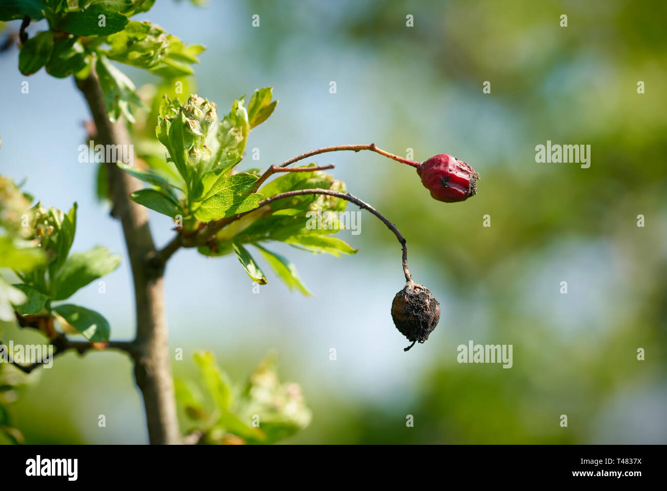 Hawthorn in spring with fruits from the previous year Stock Photo - Alamy