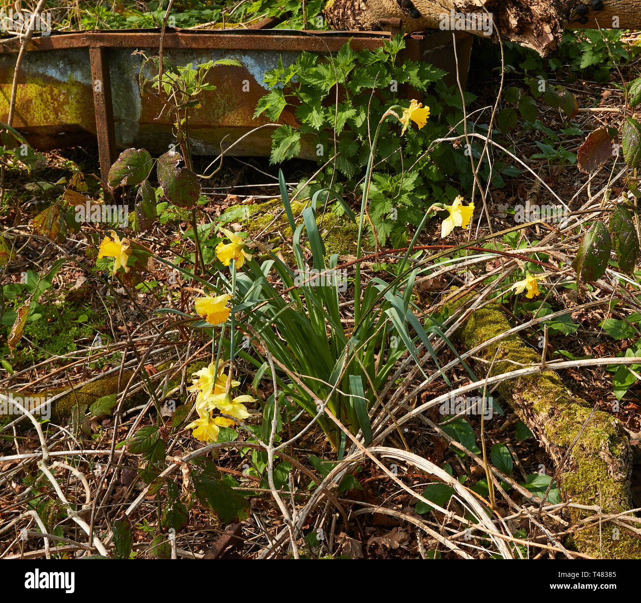 Wild daffodils on an ancient woodland floor in the Kent countryside in ...