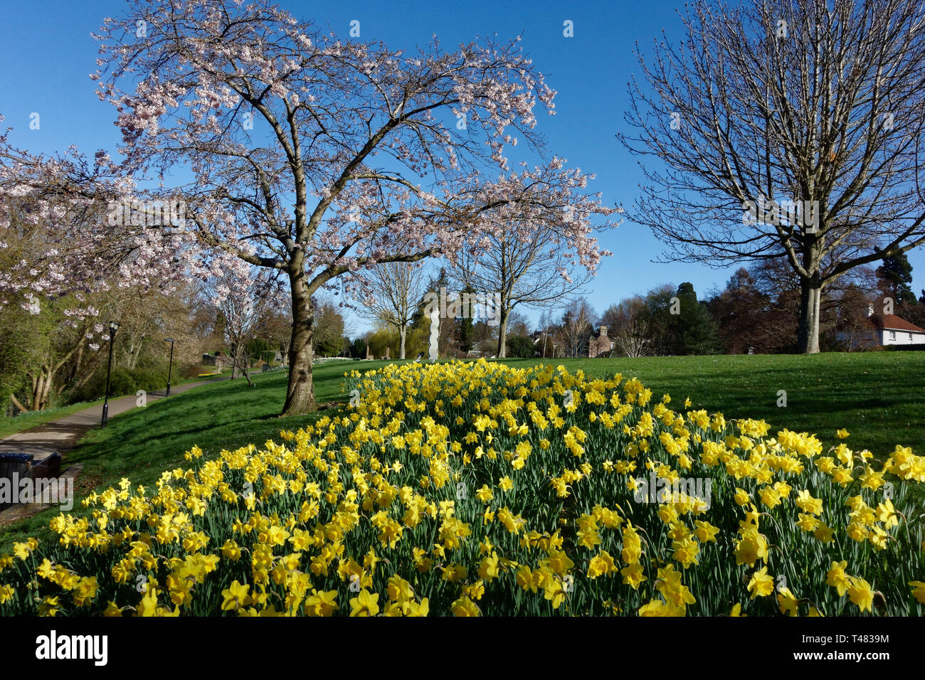 Spring flowers at the Rodney Gardens, Perth, Scotland Stock Photo - Alamy