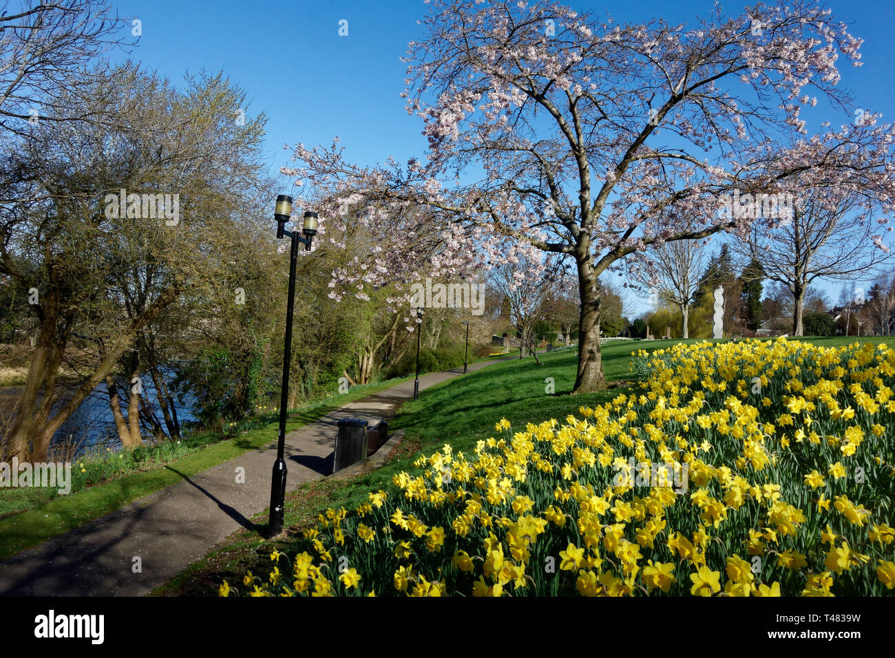 Spring flowers at the Rodney Gardens, Perth, Scotland Stock Photo - Alamy