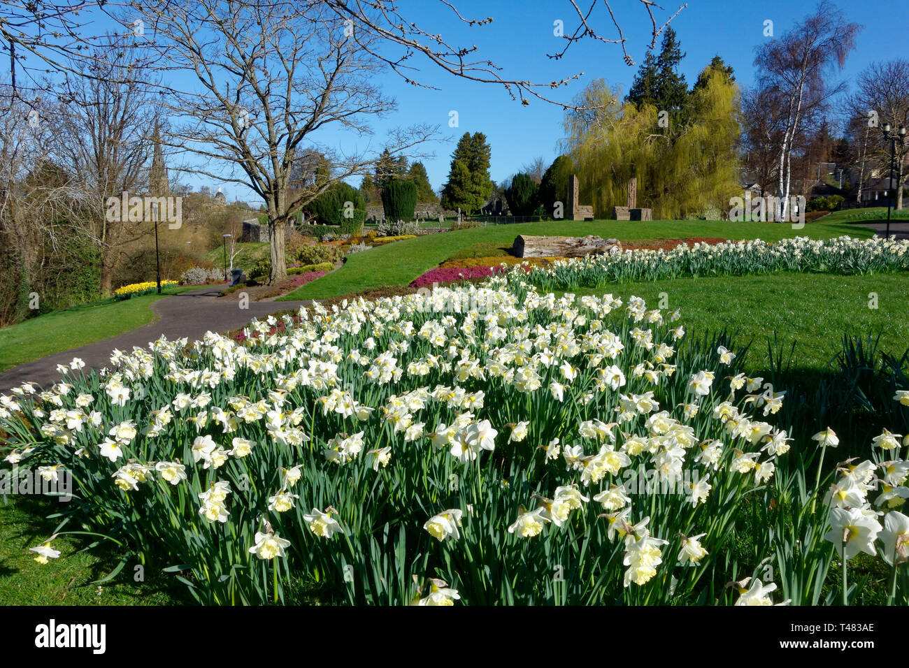 Spring flowers at the Rodney Gardens, Perth, Scotland Stock Photo - Alamy