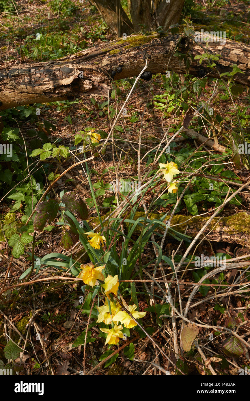 Wild daffodils on an ancient woodland floor in the Kent countryside in ...