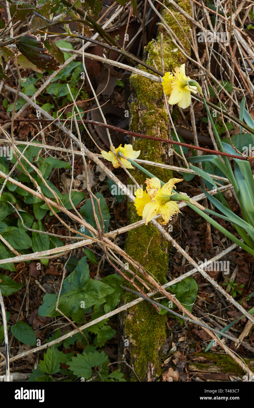 Wild daffodils on an ancient woodland floor in the Kent countryside in ...