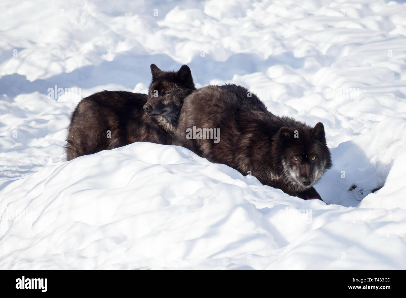 Two black canadian wolves are standing on the white snow. Canis lupus ...