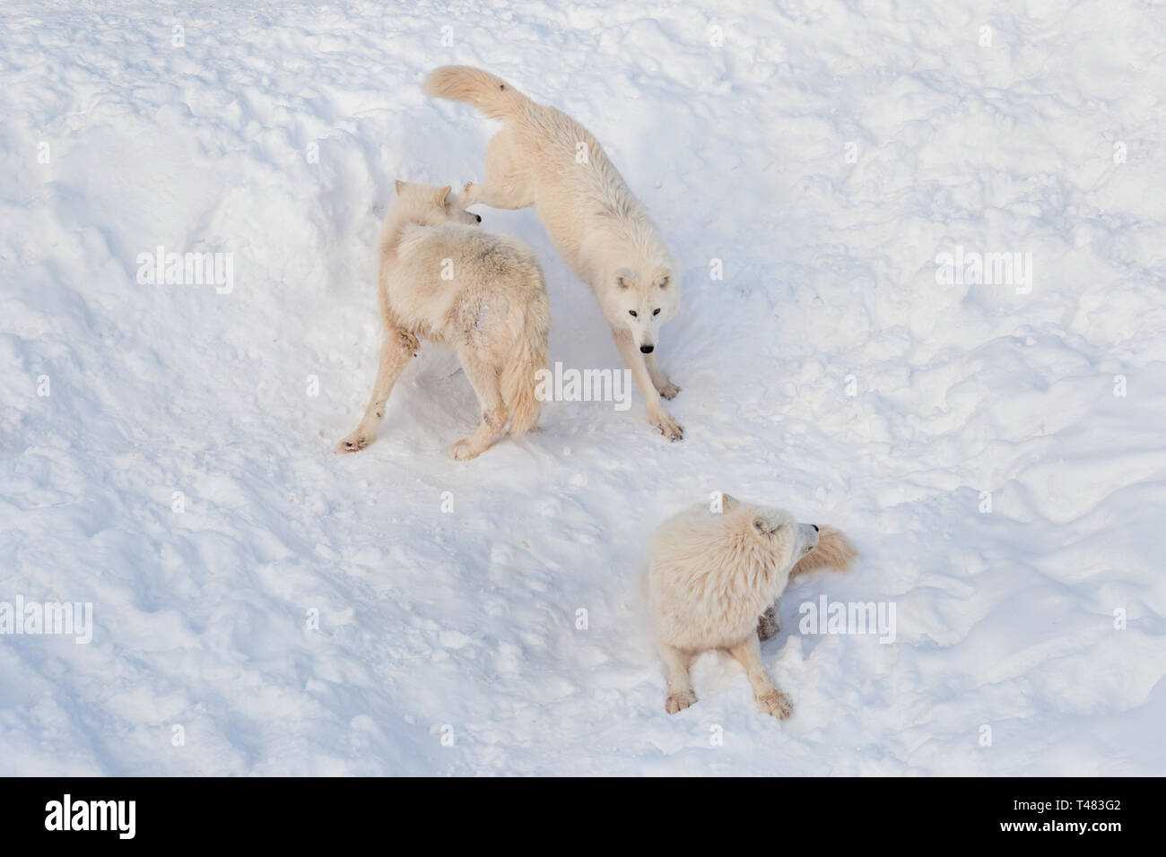 Three wild alaskan tundra wolves are playing on white snow. Canis lupus ...