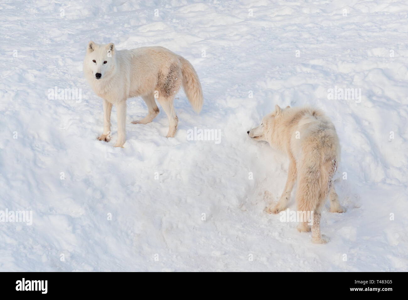 Two wild alaskan tundra wolves are playing on white snow. Canis lupus ...