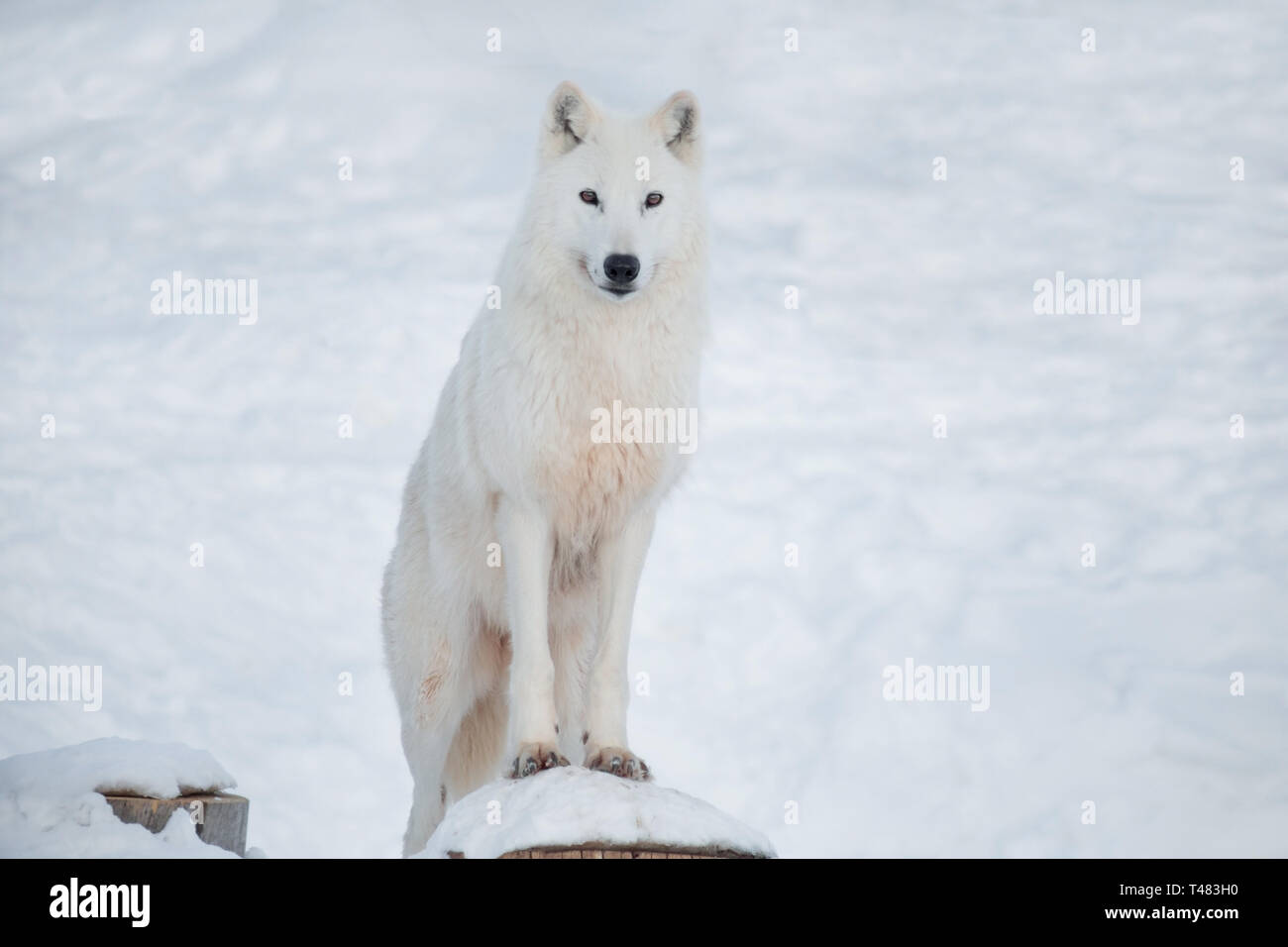 Wild alaskan tundra wolf is looking at the camera. Canis lupus arctos ...