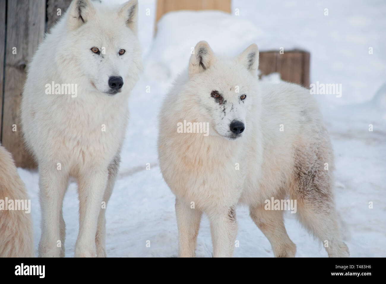 Two wild alaskan tundra wolves close up. Canis lupus arctos. Polar wolf ...