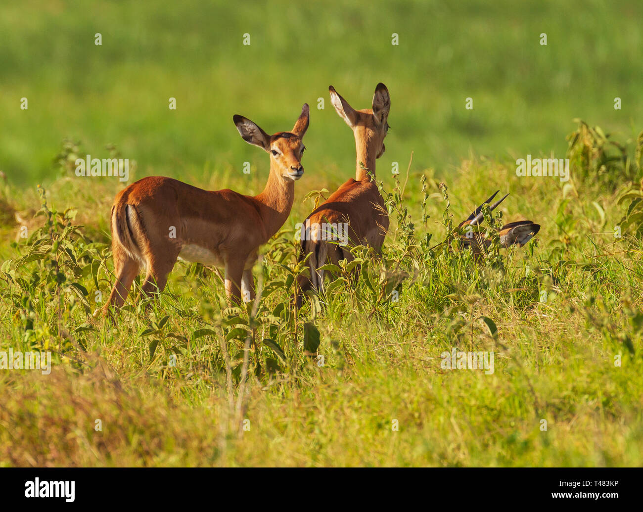 Young impala calves Aepyceros melampus green grass grazing Amboseli ...