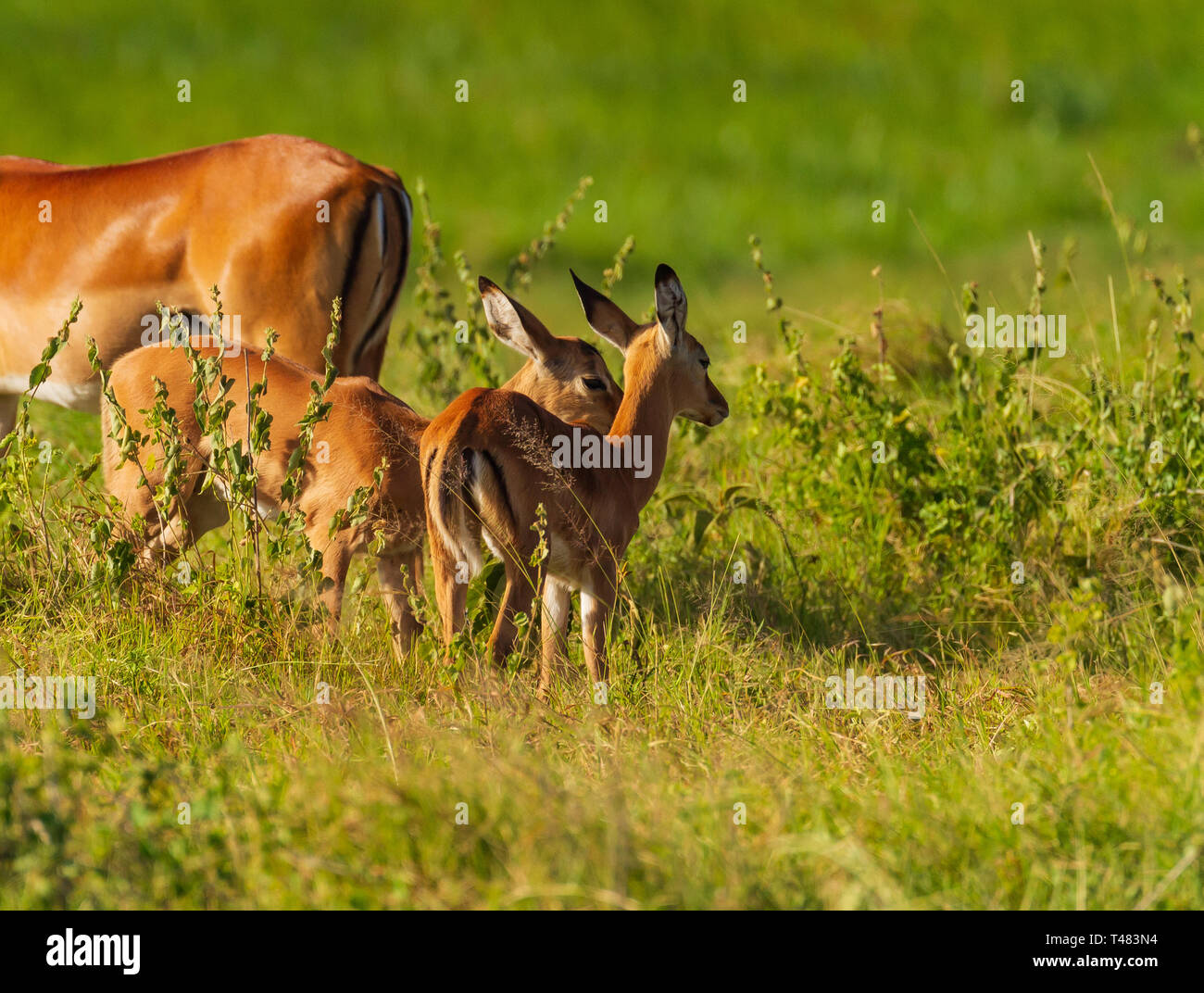 Young impala calves Aepyceros melampus green grass grazing Amboseli ...