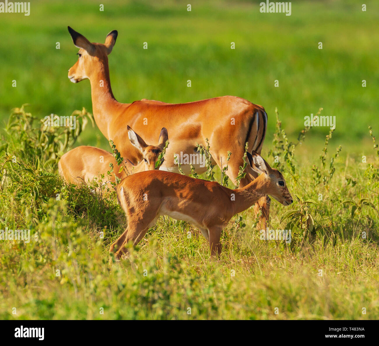 Young impala calves Aepyceros melampus green grass grazing Amboseli ...