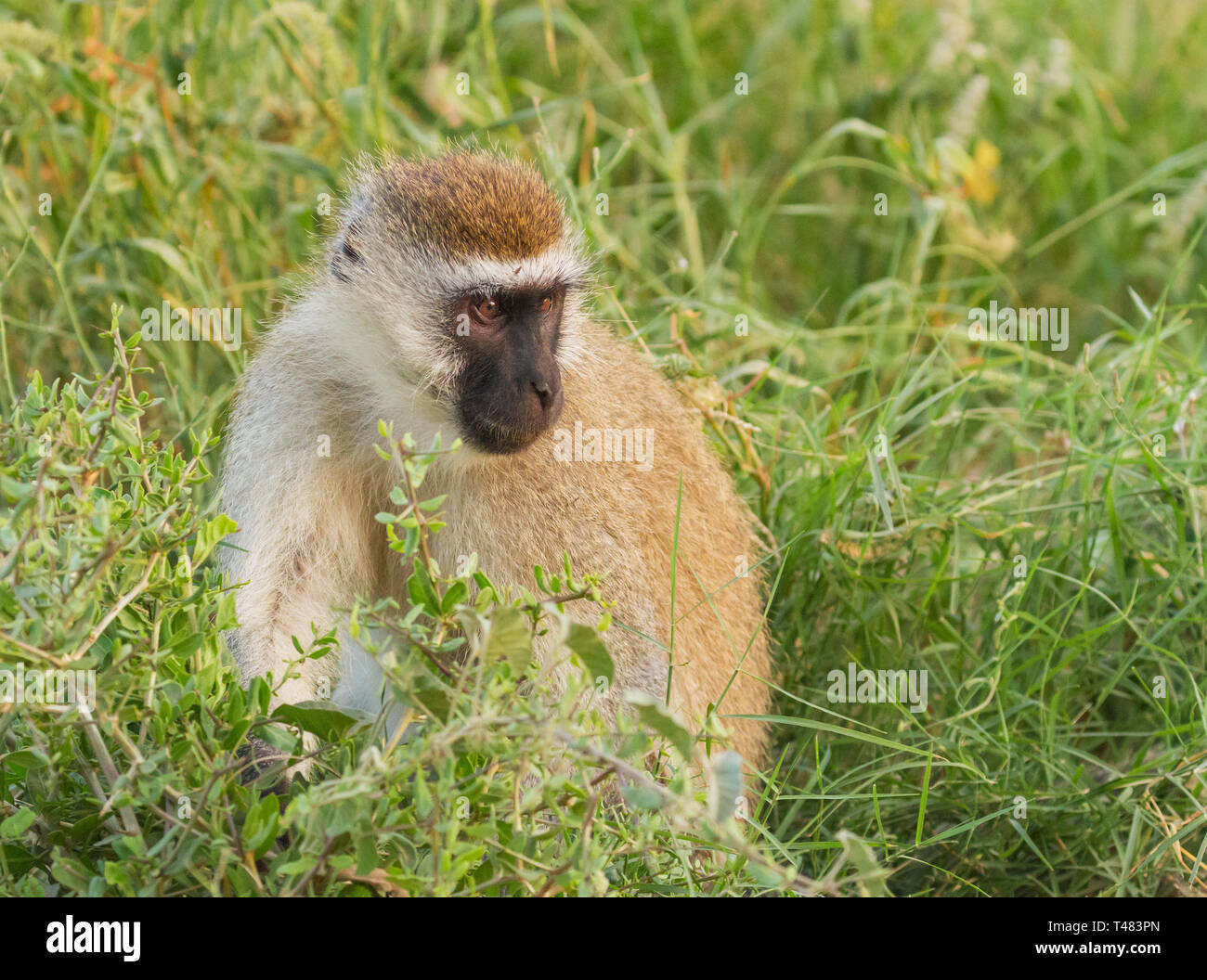 Vervet monkey Chlorocebus pygerythrus Amboseli Kenya safari East Africa ...