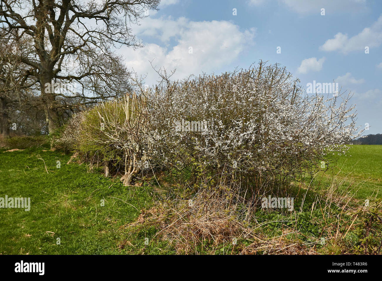 Hawthorne hedge in blossom during an English spring, Surrey, England ...