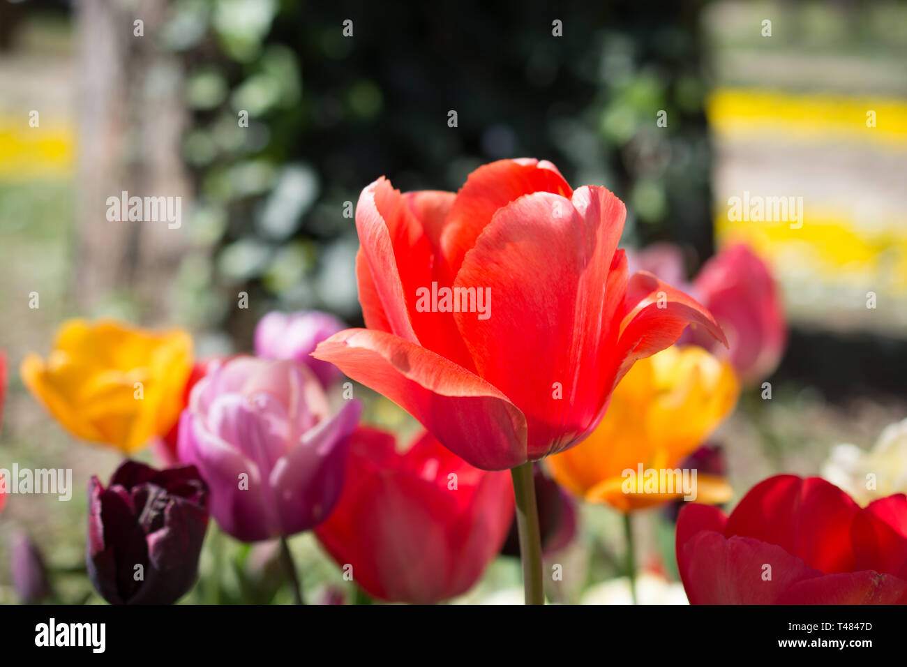 Tulip garden full of various colors of tulips in spring Stock Photo - Alamy