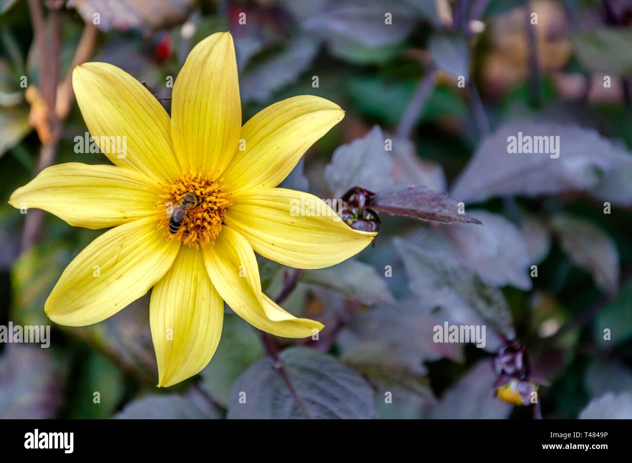 Bees collecting pollen Stock Photo - Alamy