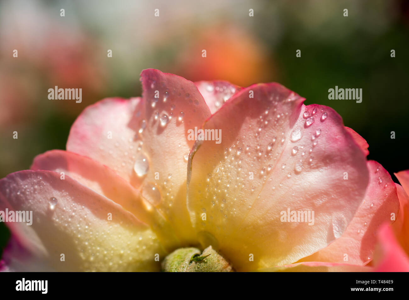 Beautiful colorful Rose petals with water drops on it Stock Photo - Alamy