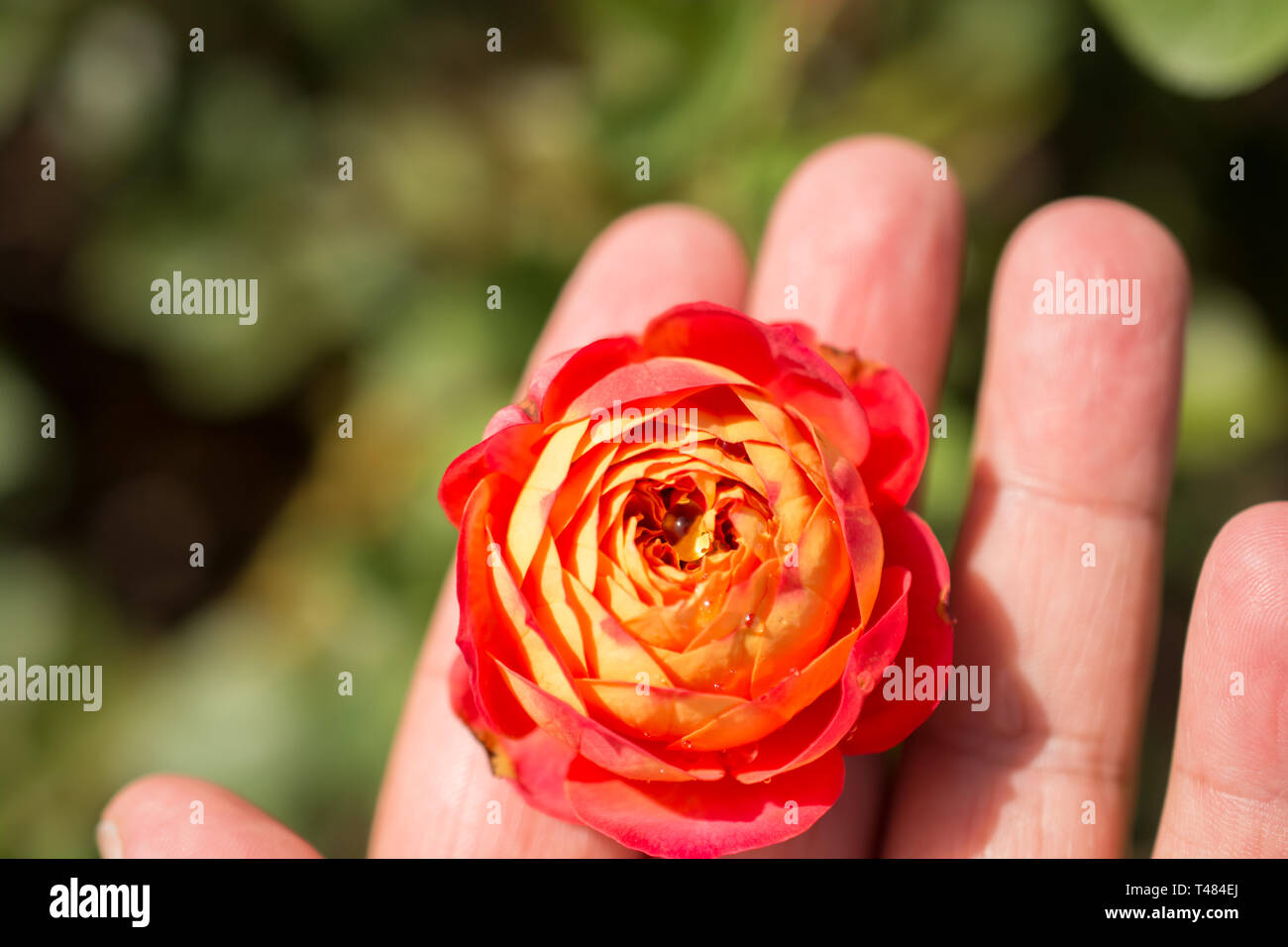 Hand holding rose bloom in in the garden Stock Photo - Alamy