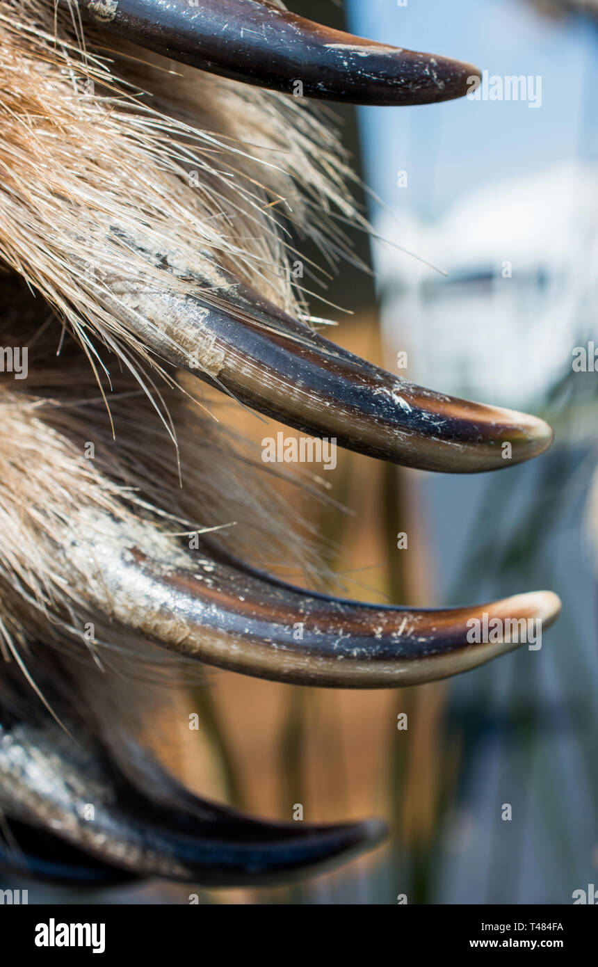 Grizzly bear sharp paws hi-res stock photography and images - Alamy