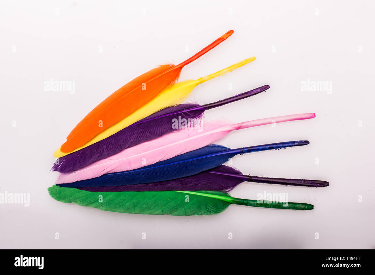 Studio shot photo of colored bird feathers as texture background Stock ...