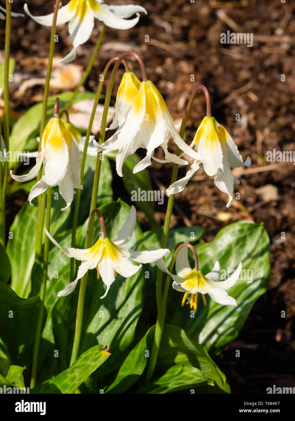 Erythronium jeanette brickell hi-res stock photography and images - Alamy