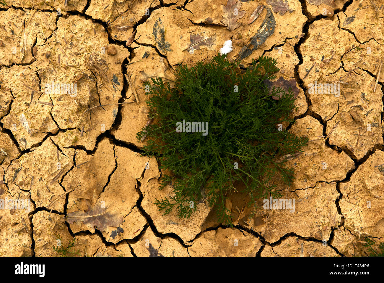 Dry cracked earth environmental nature close-up landscape Stock Photo ...