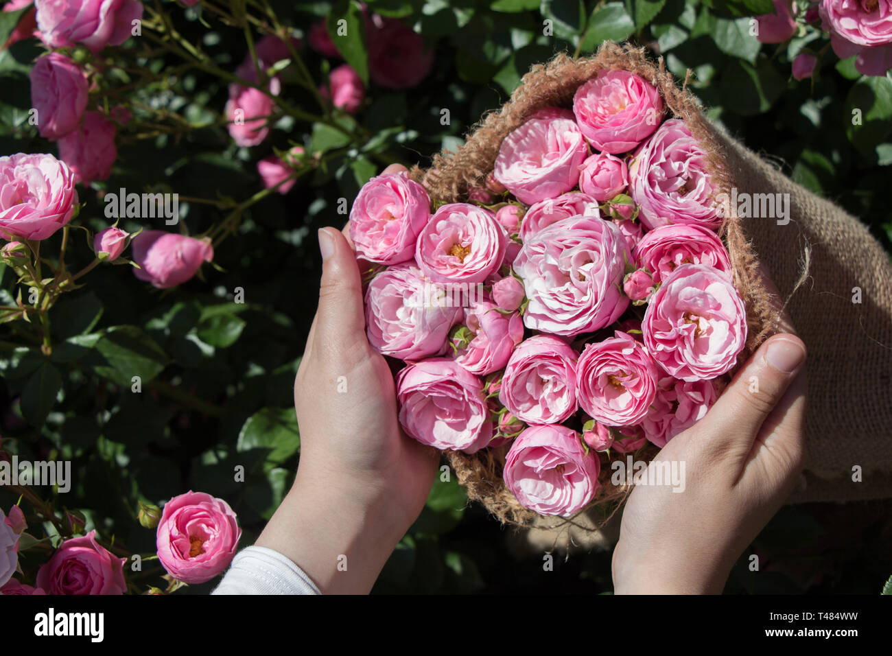 Beautiful fresh roses wrapped with canvas in hand Stock Photo - Alamy